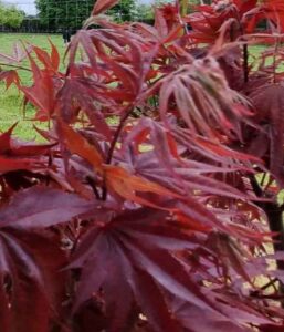 Acer P. Red Emperor – Trees of Waipa