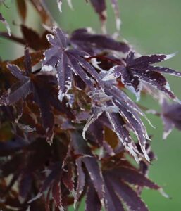 Acer P. Red Emperor – Trees of Waipa