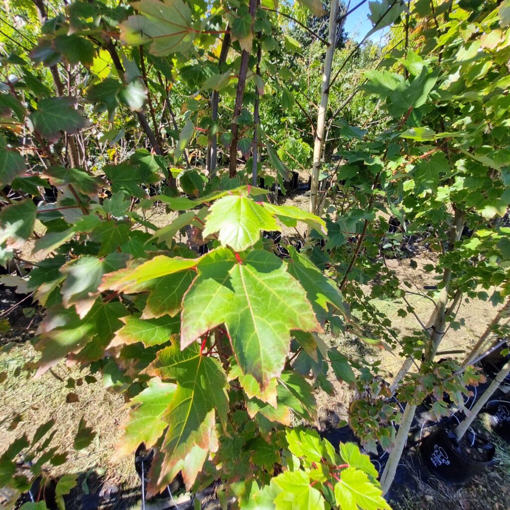 Acer Rubrum – Trees of Waipa